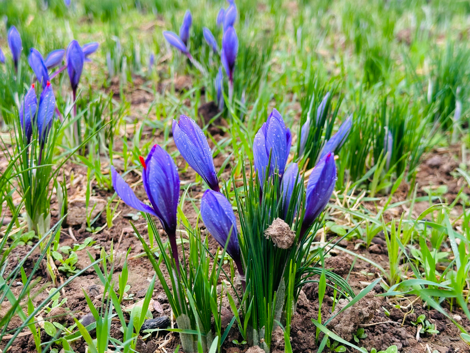 Afghan Saffron Recognized as World's Best for 9th Time – Heray Spice