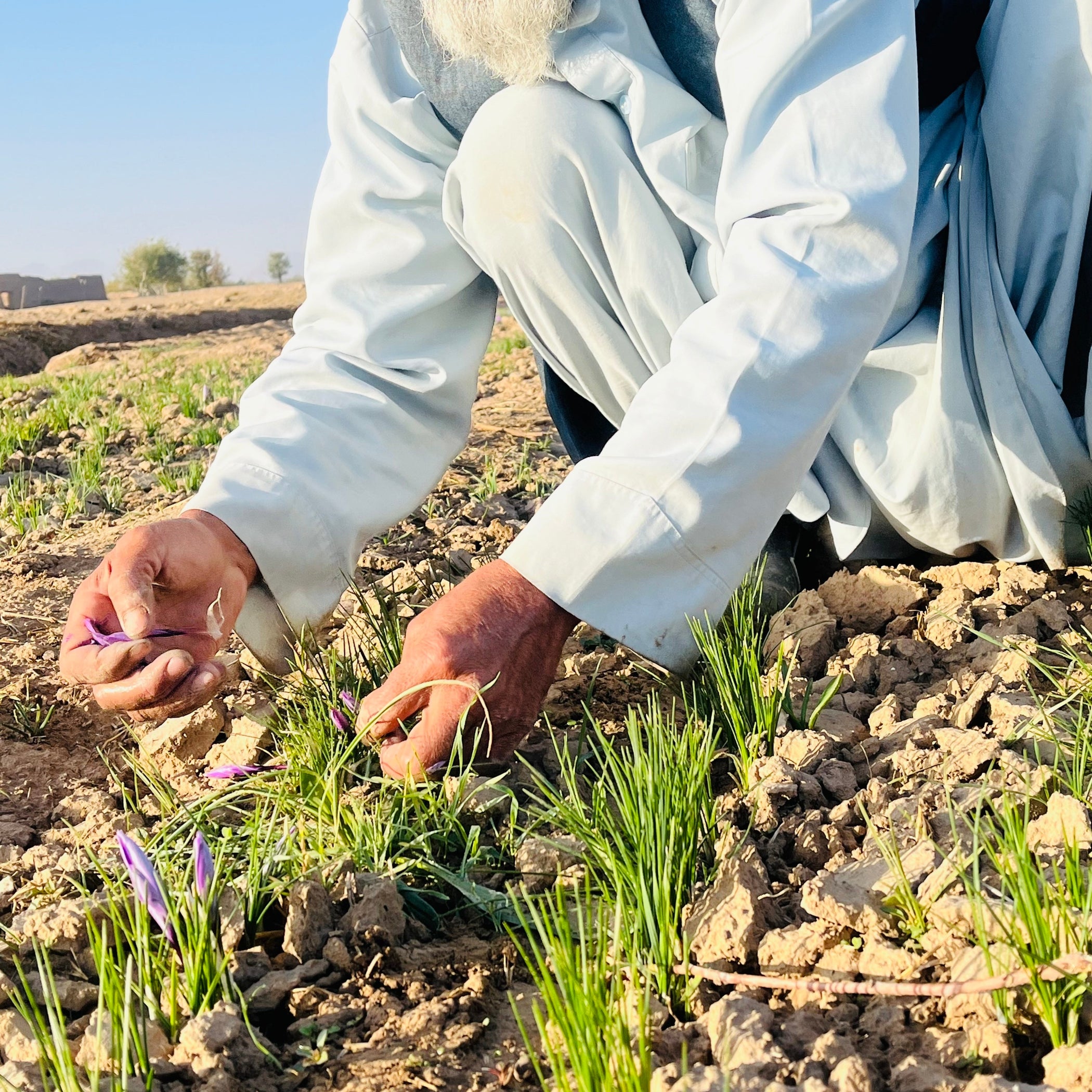 Safflower vs. Saffron: Showing The Differences and Contrasts – Heray Spice